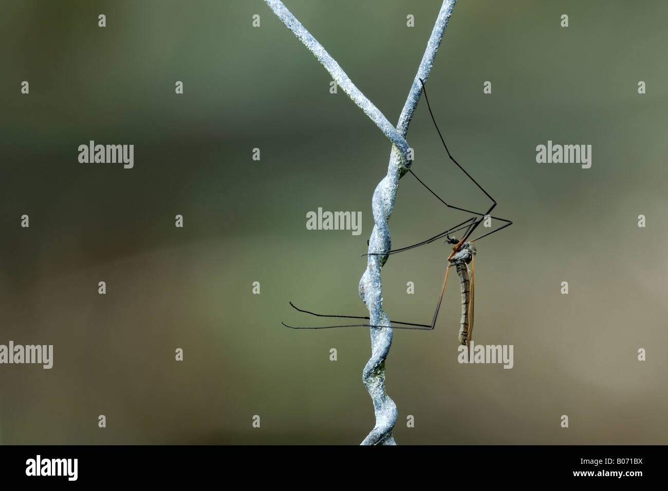 Mosquito clinging to a twisted wire, Wales, UK Stock Photo - Alamy