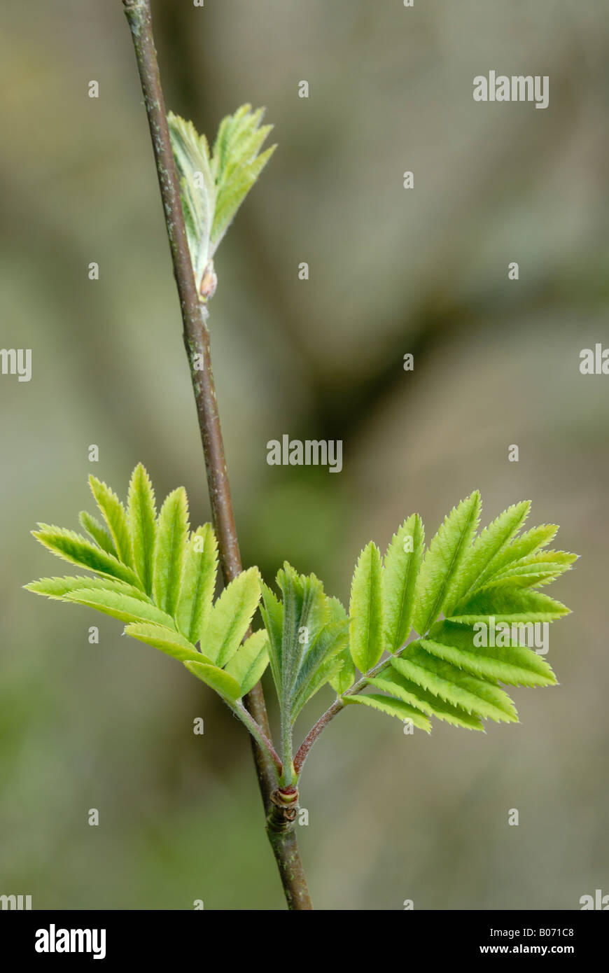 Leaves of Rowan Sorbus aucuparia, Wales, UK Stock Photo - Alamy