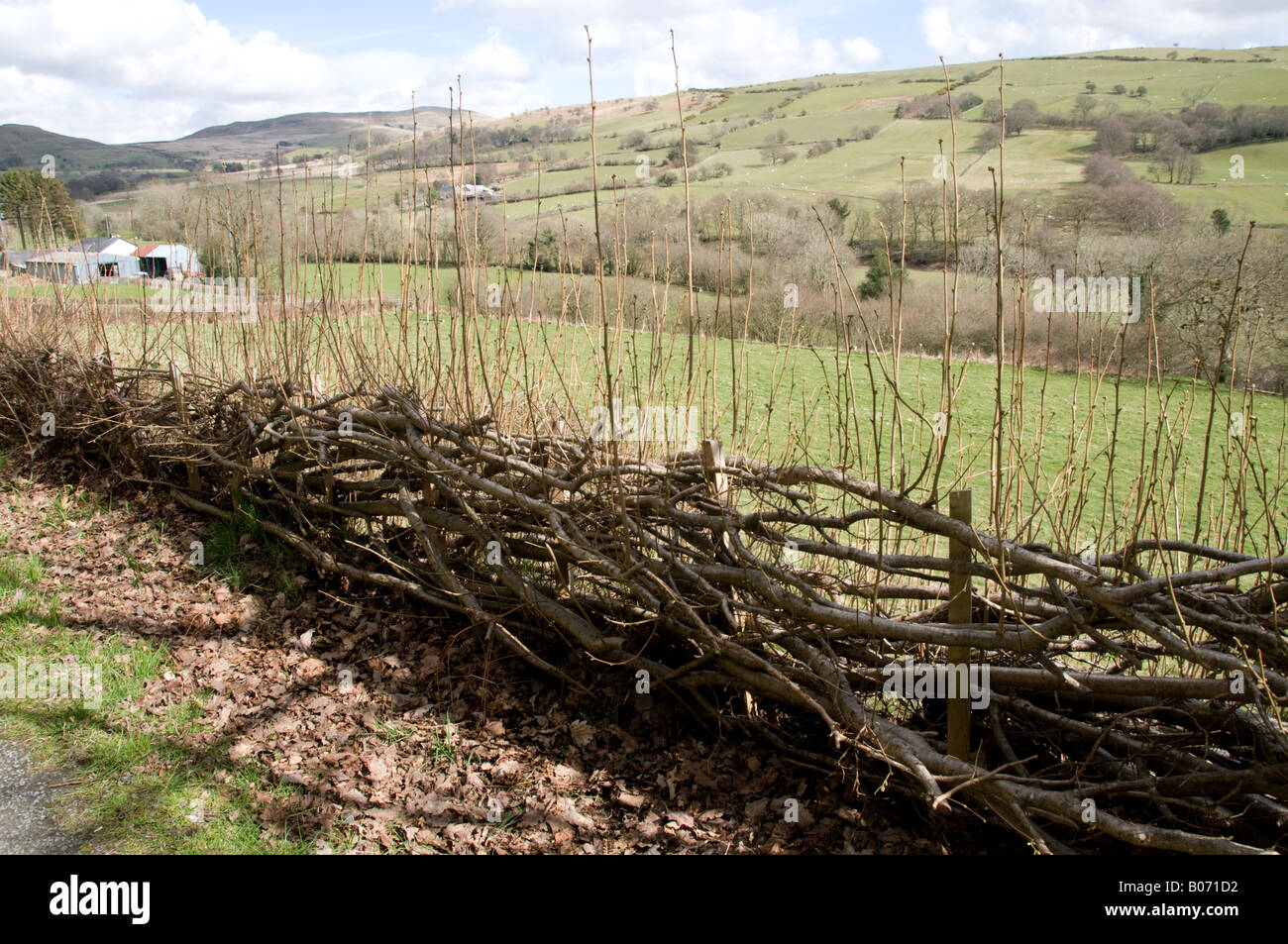 Old fashioned hedging technique of hand laid hazel and hawthorn ...