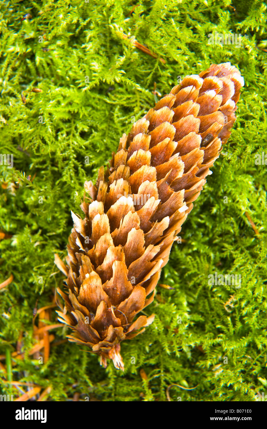 Cardrona forest hi-res stock photography and images - Alamy