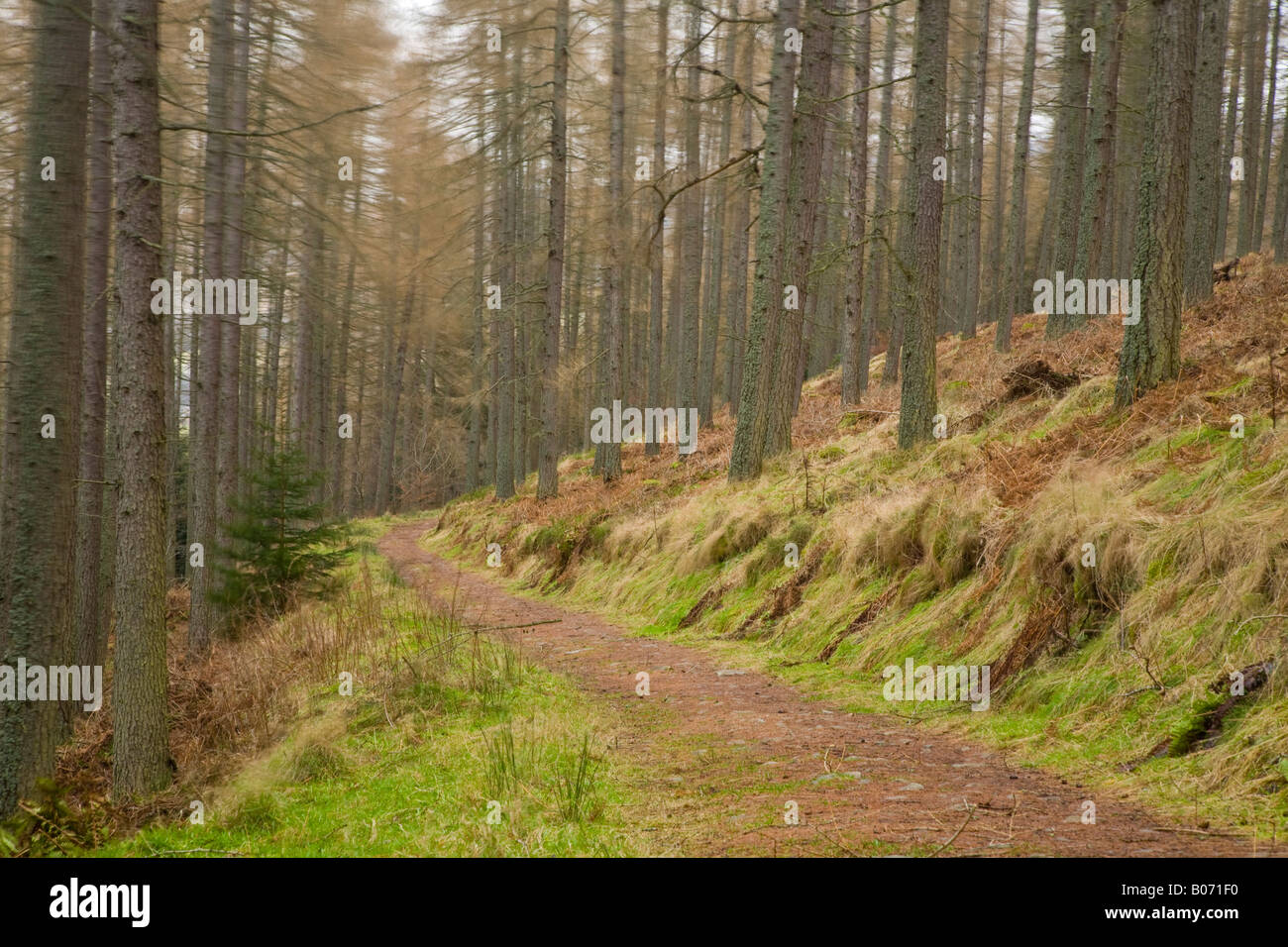Scotland Scottish Borders Cardrona Forest A forest path running through ...
