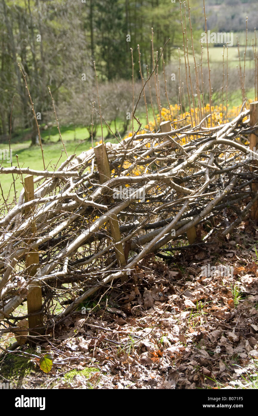 Hawthorn and hazel laid hedge hi-res stock photography and images - Alamy