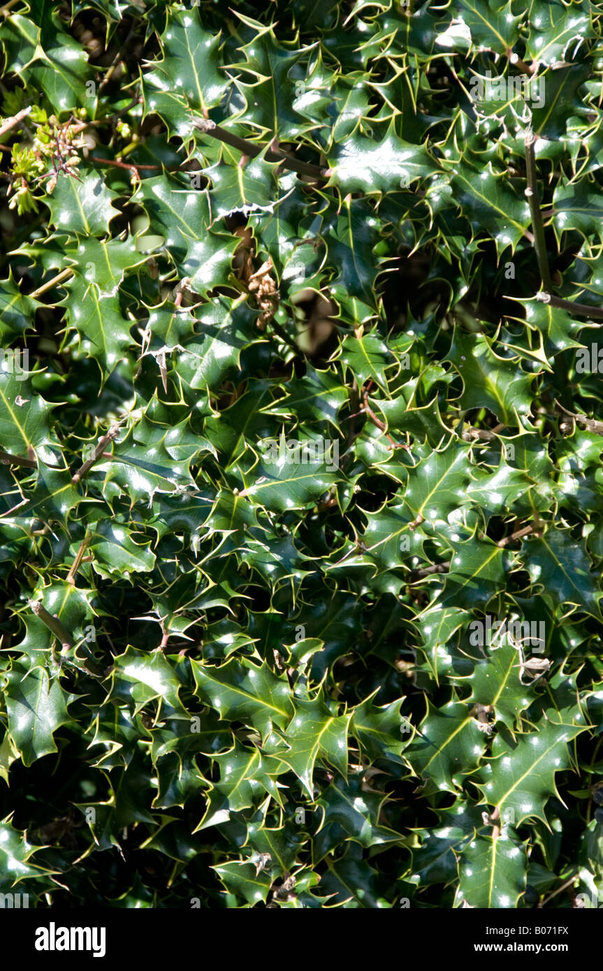 holly bush hedge leaves glinting in the sunshine Stock Photo - Alamy