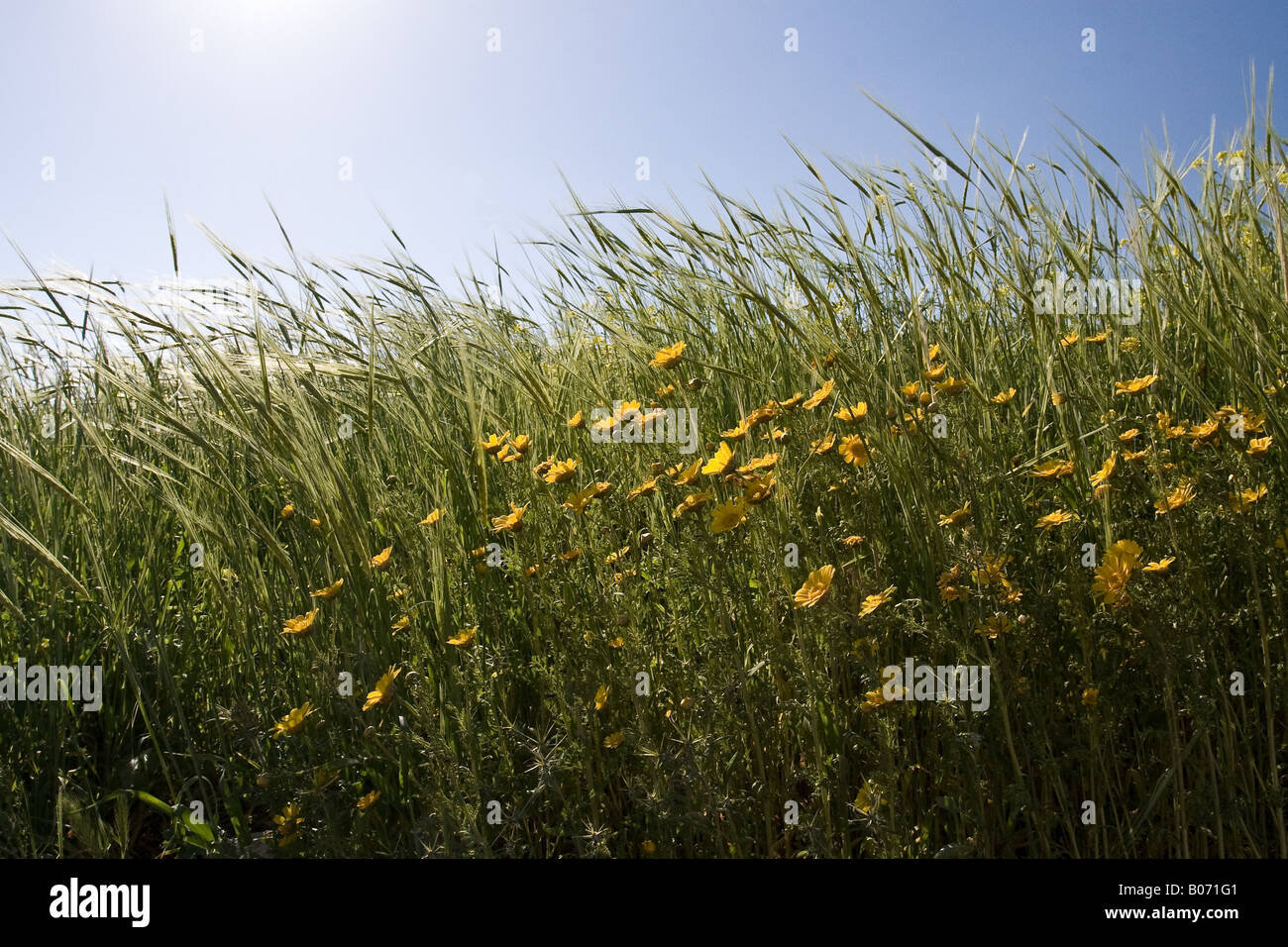 Wave of wheat hi-res stock photography and images - Alamy