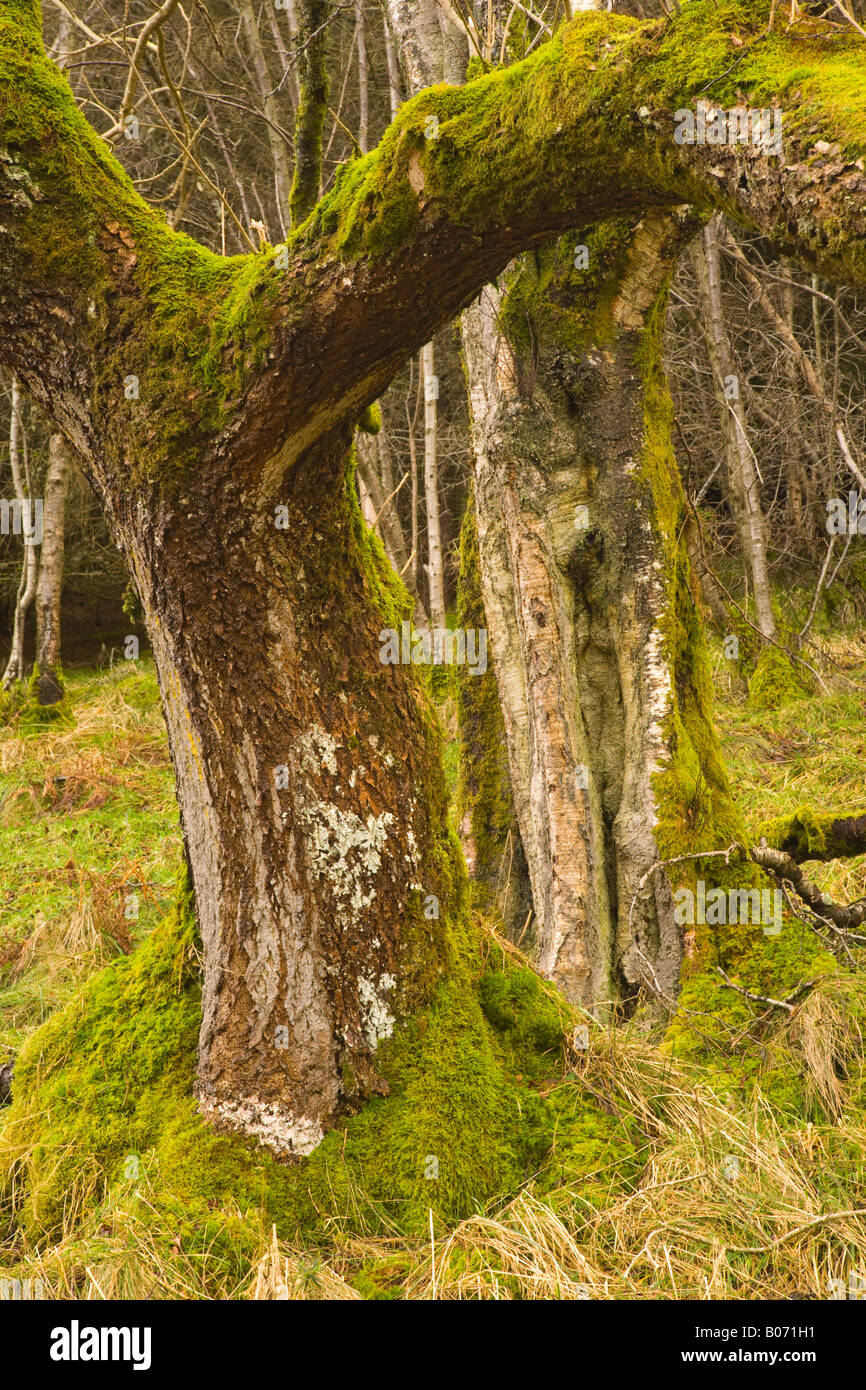 Scotland cragbanks woods tree hi-res stock photography and images - Alamy