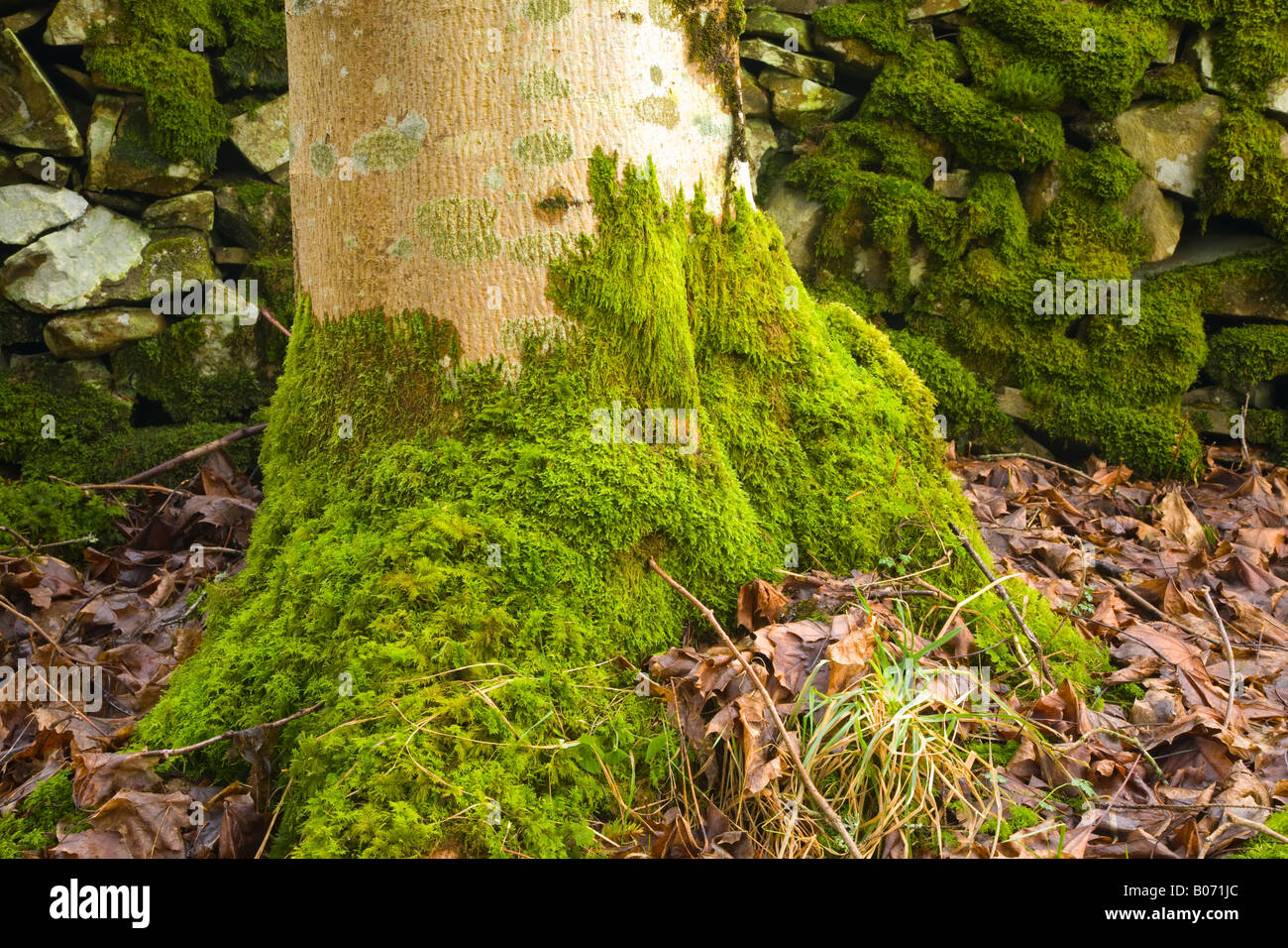Scotland Scottish Borders Wauchope Forest Moss covered tree and dry ...
