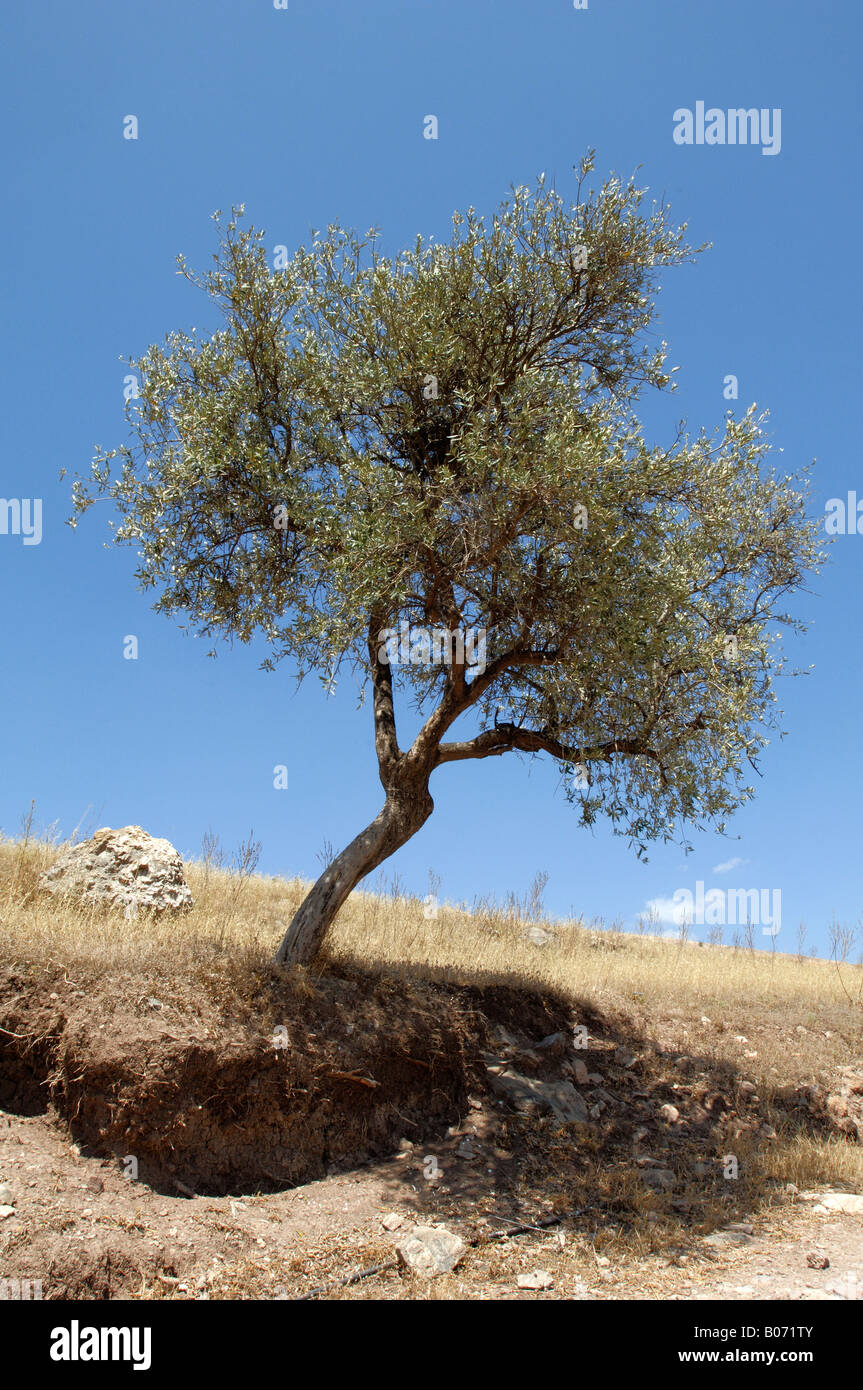 A single olive tree basking in the sunshine under a cloudless blue sky ...