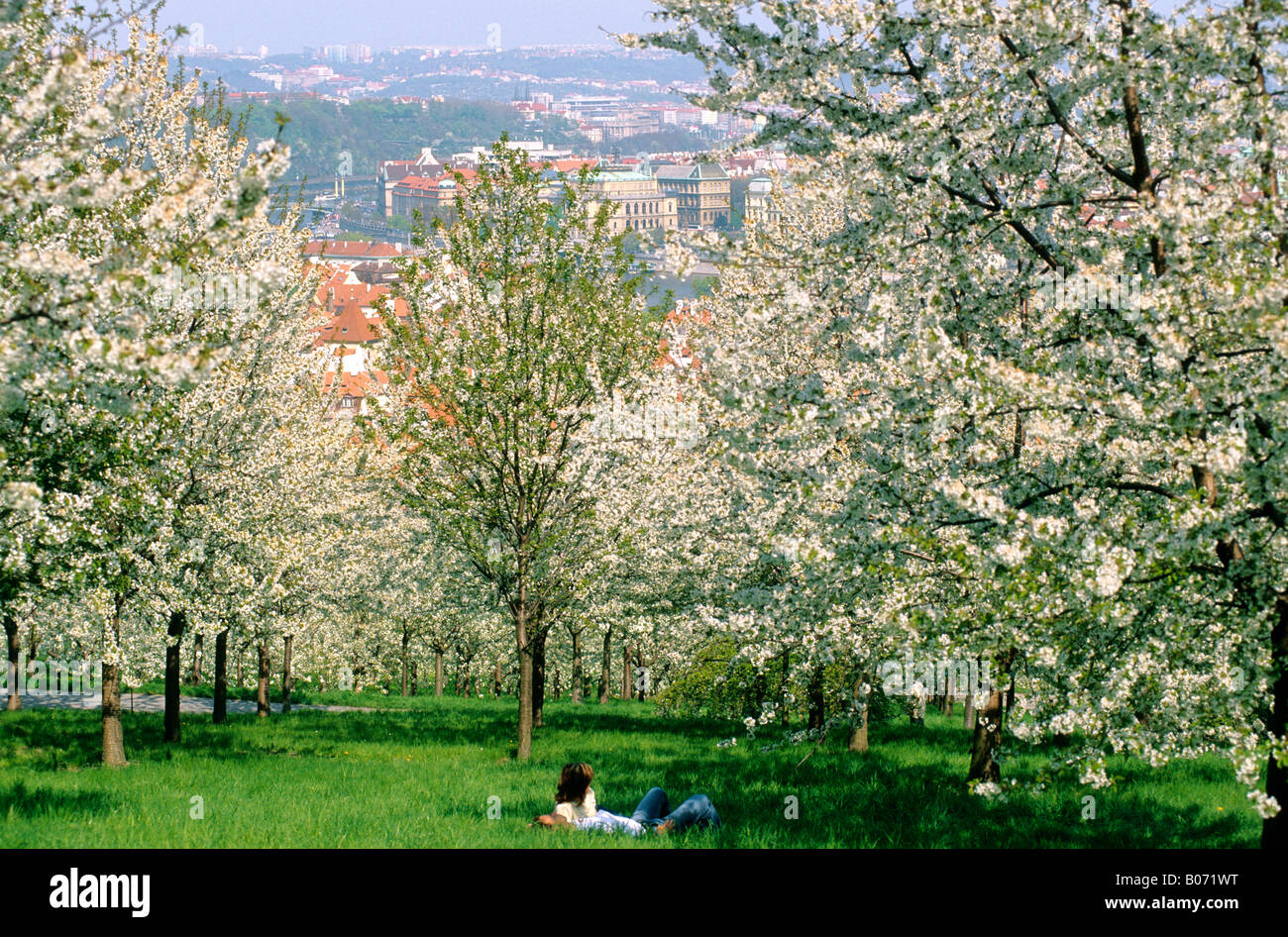 CZECH REPUBLIC PRAGUE COUPLE UNDER BLOOMING TREES Stock Photo - Alamy