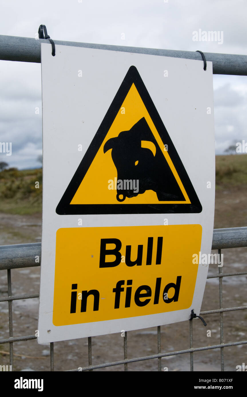 Beware of the bull warning sign bull in field on farm fence, wales UK ...