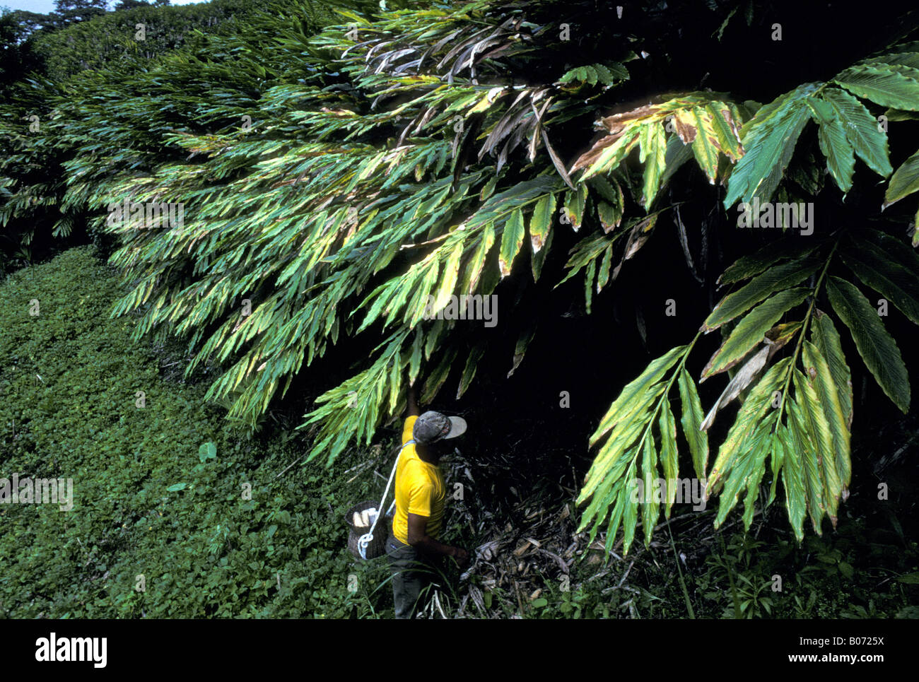 cardamom harvest in Guatemala Stock Photo - Alamy