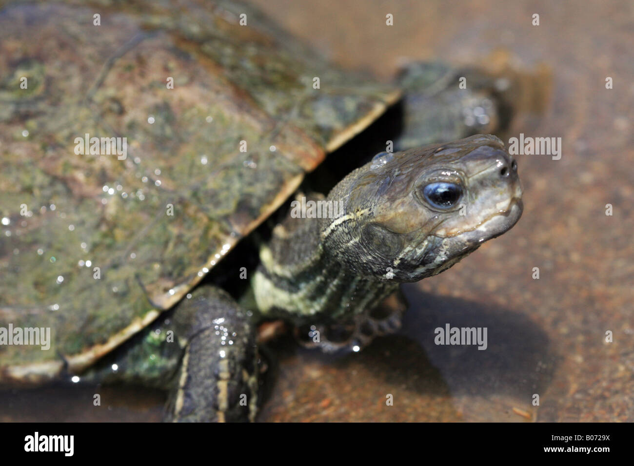Striped Neck Terrapin, Island of Lesvos, the Eastern Aegean Islands ...