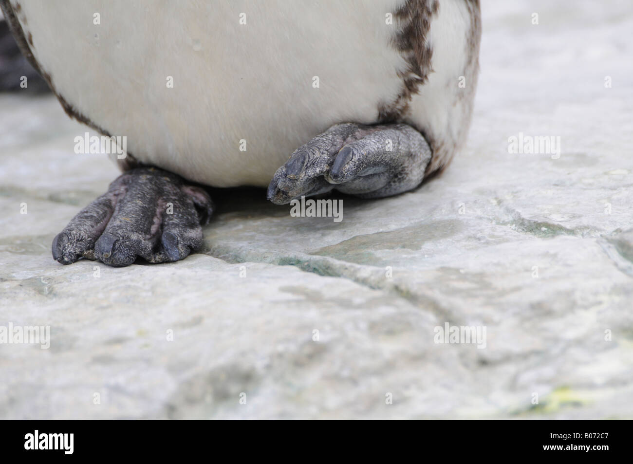 Humboldt penguin feet Stock Photo - Alamy