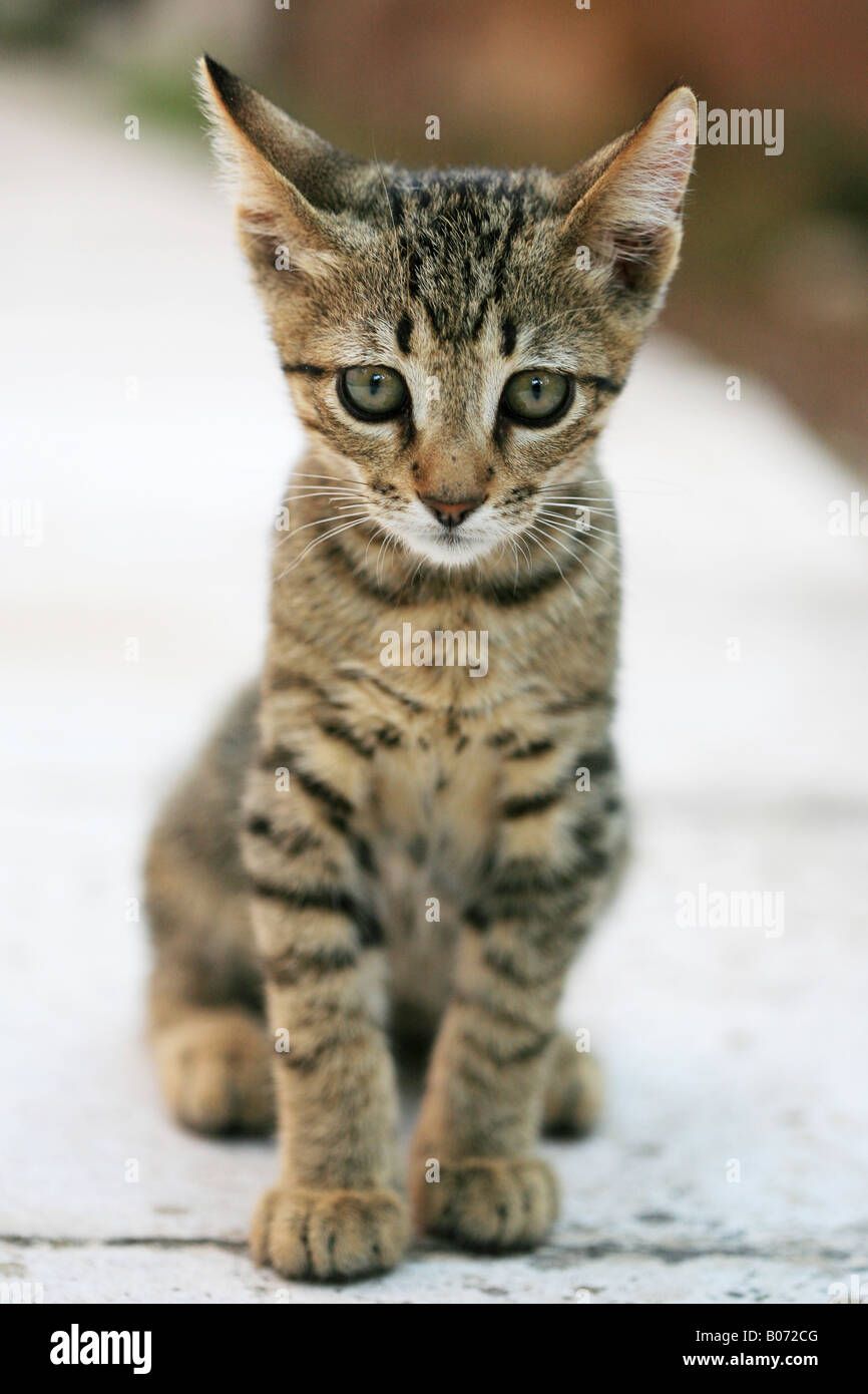 Kitten in Island of Lesvos, the Eastern Aegean Islands, Greece Stock ...
