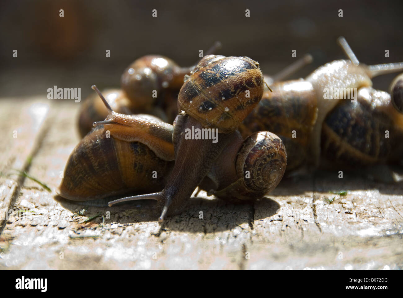 Stock photo of a pile of snails on a wooden wheelbarrow Stock Photo - Alamy