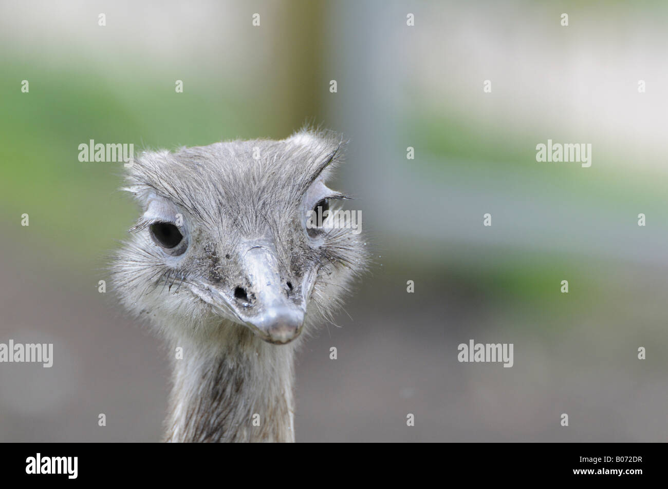 Stork looking for fish hi-res stock photography and images - Alamy