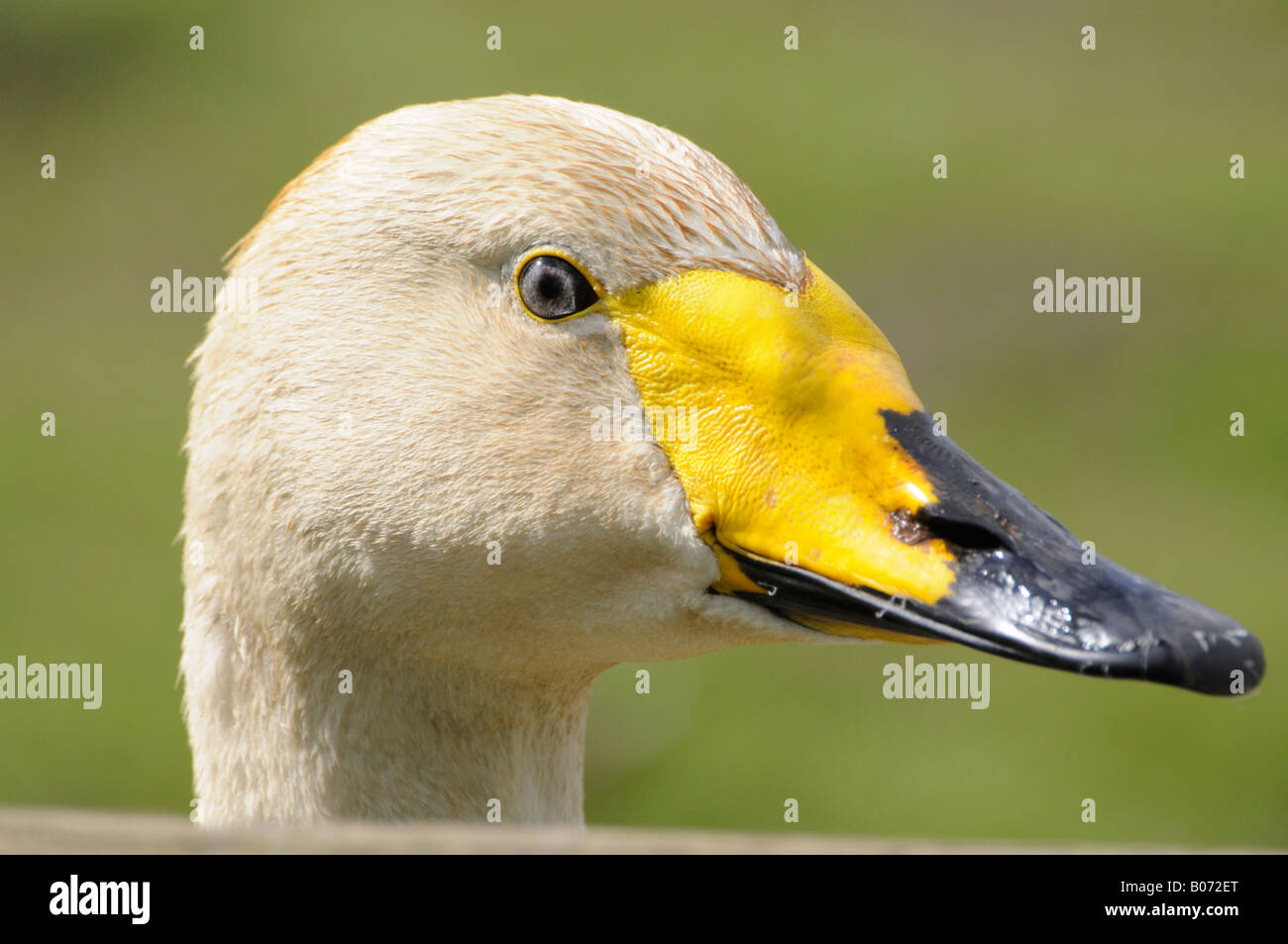 William swan hi-res stock photography and images - Alamy