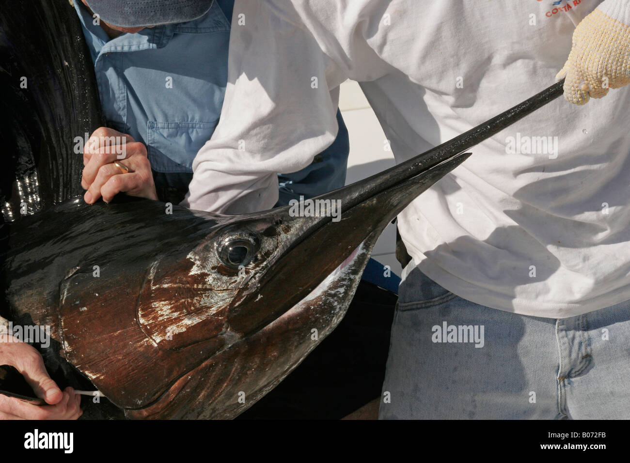 Sailfish capture closeup Stock Photo - Alamy