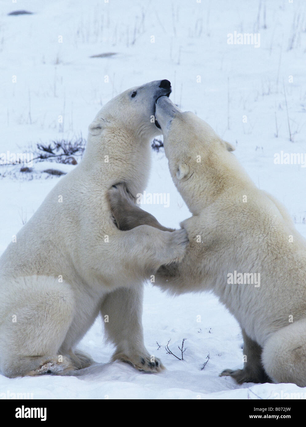 Polar bear sub adults mock fighting Stock Photo - Alamy