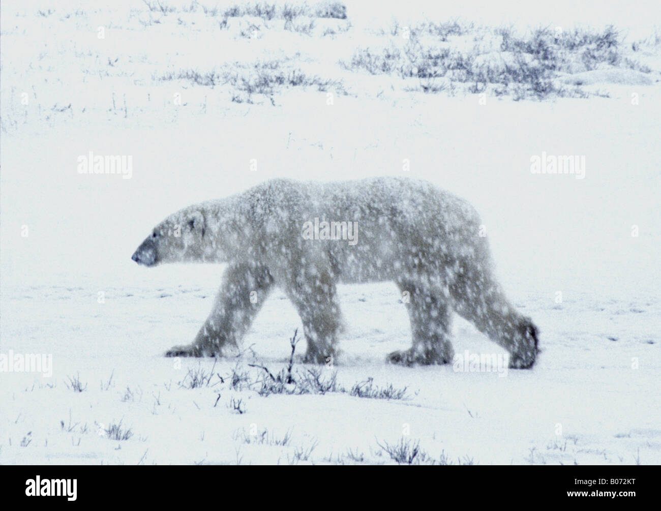 Polar bear snow storm hi-res stock photography and images - Alamy