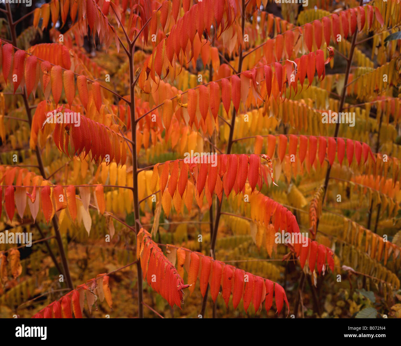 Sumac in Autumn Stock Photo - Alamy
