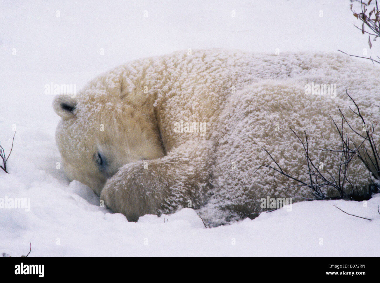 Polar bear sleeping in the snow Stock Photo - Alamy