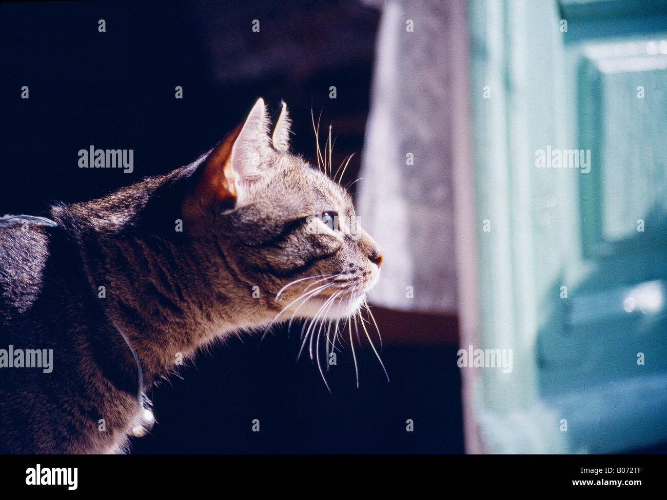 Perfil lateral de gato hi-res stock photography and images - Alamy