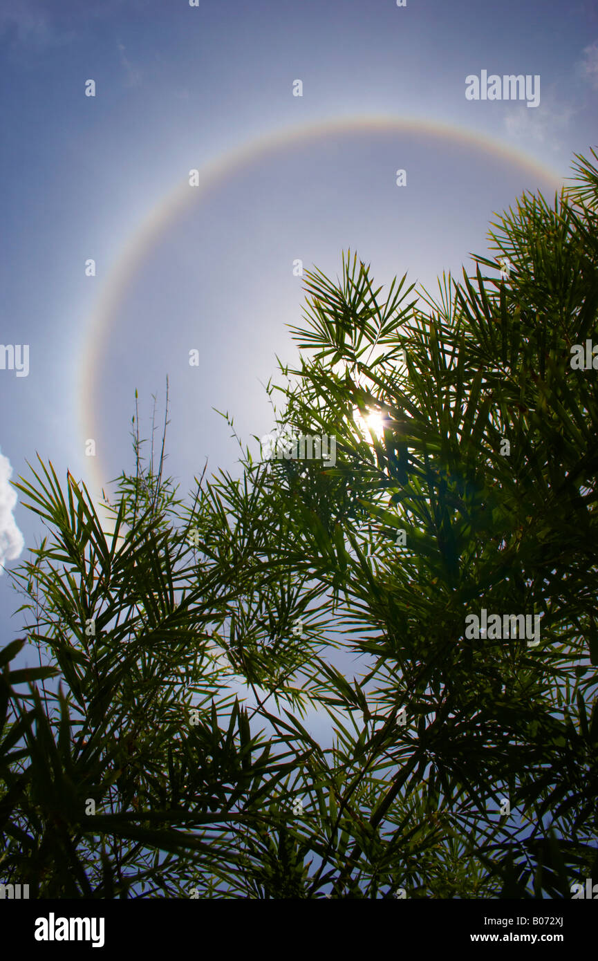 Sun halo atmospheric optical effect through leaves of a tree Stock ...