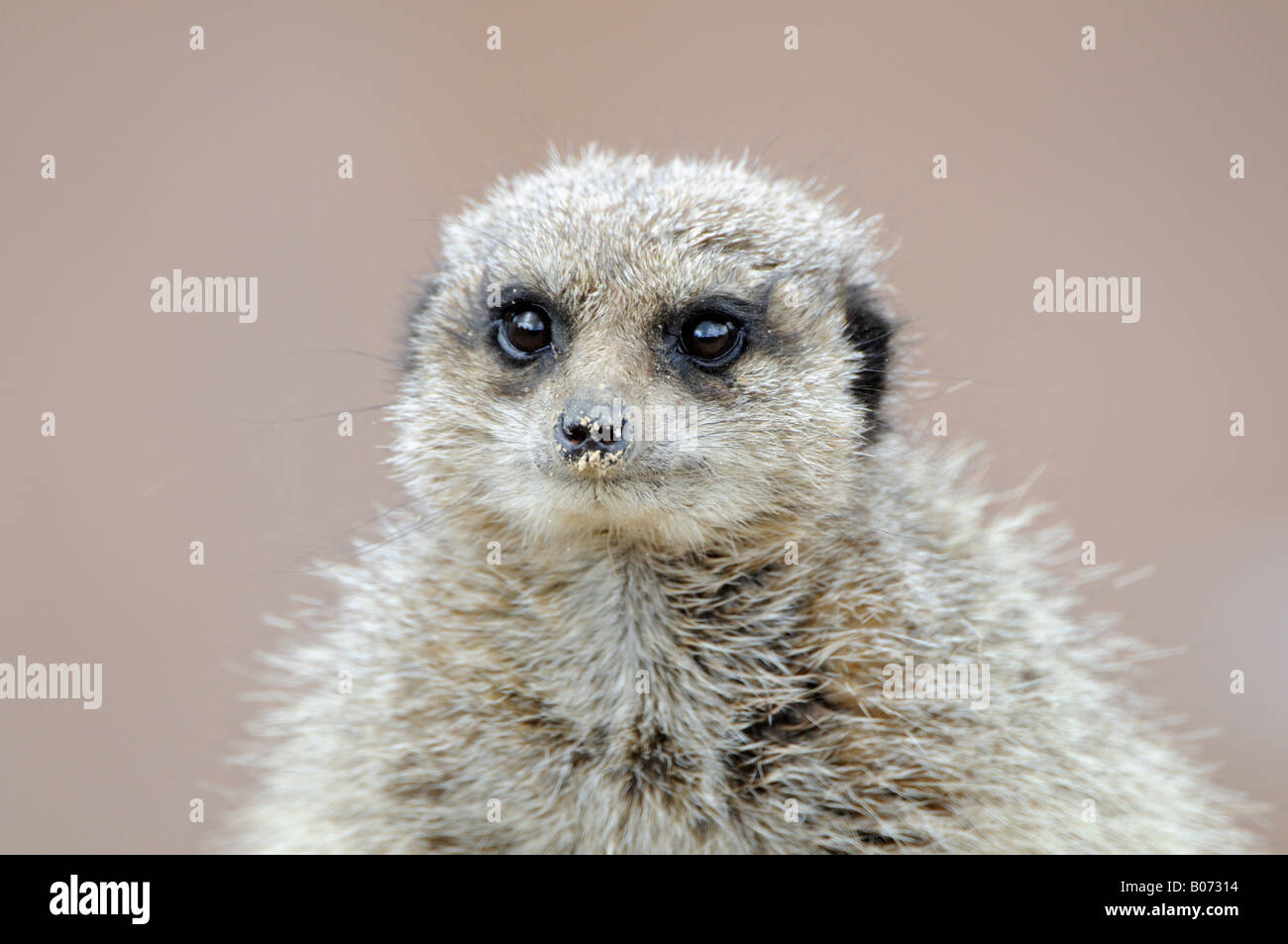 Meerkat mob hi-res stock photography and images - Alamy