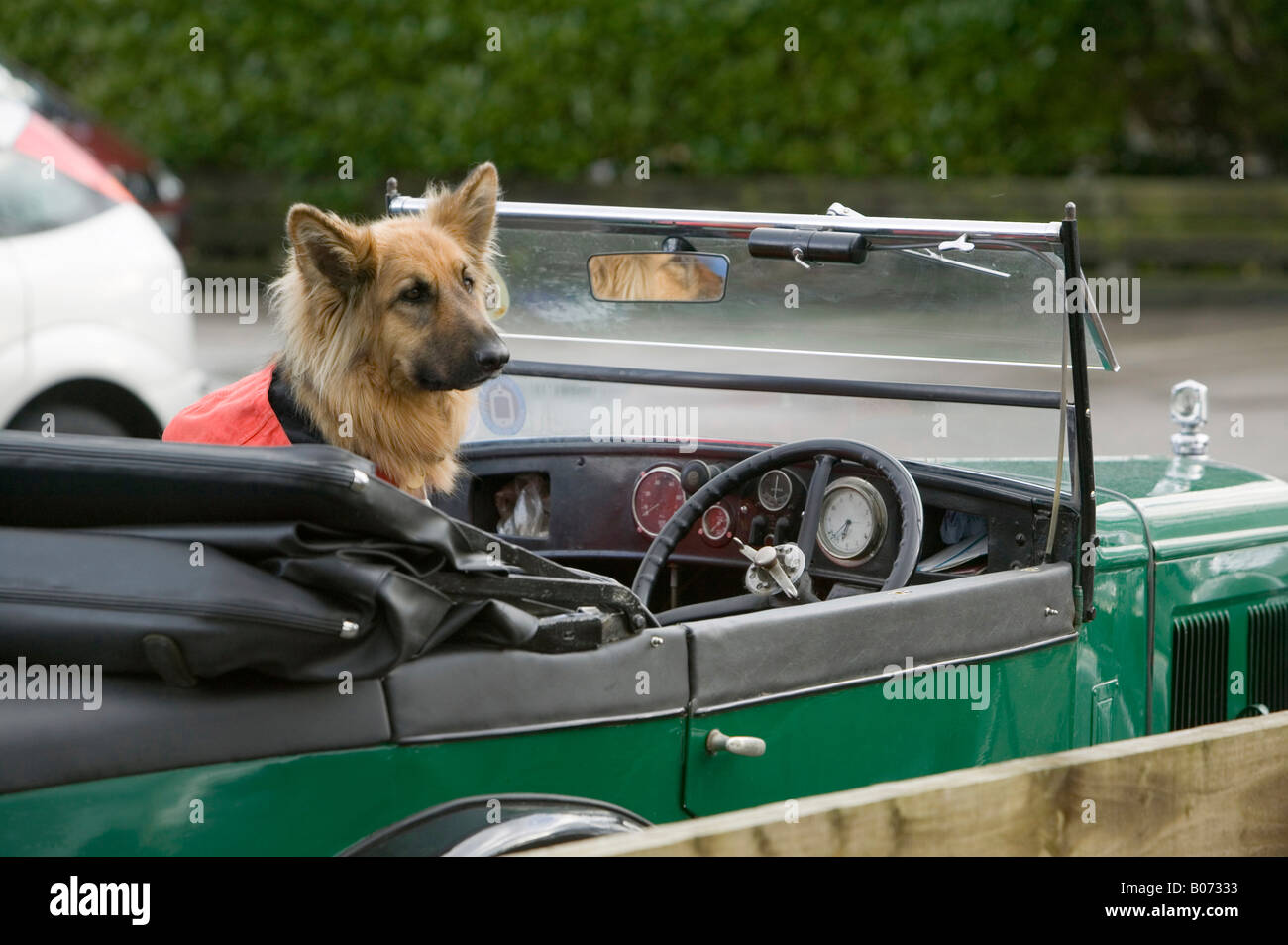 A German Shepherd dog sat in an open topped old vintage car wearing a ...