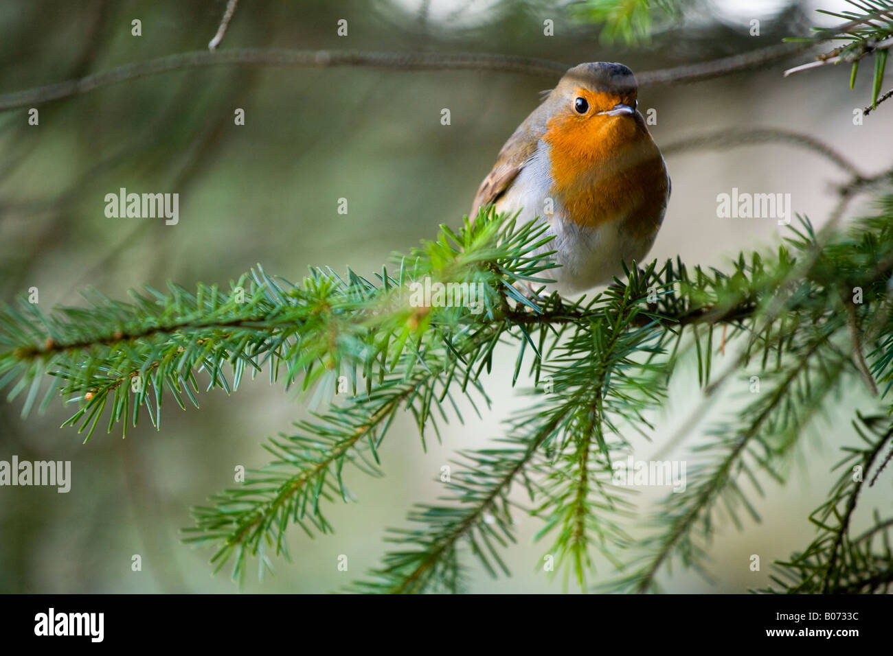Alemoor loch hi-res stock photography and images - Alamy
