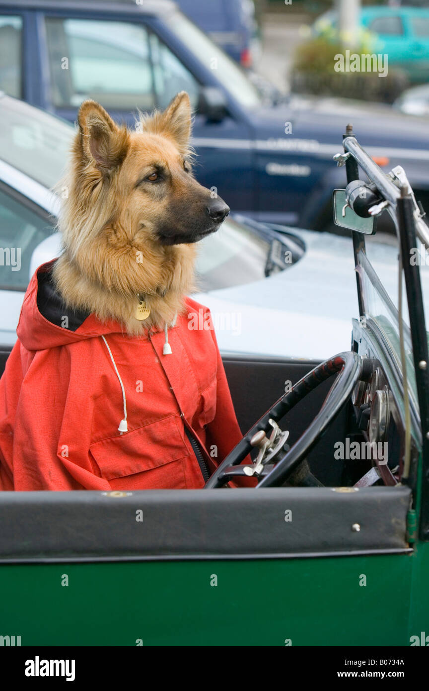 A German Shepherd dog sat in an open topped old vintage car wearing a ...