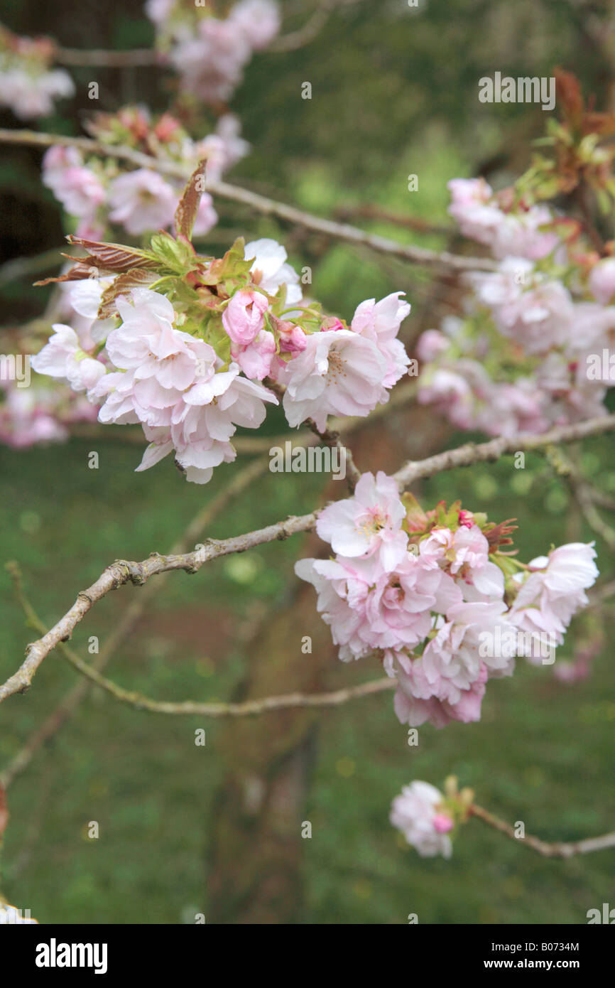 Pink White blossom tree Stock Photo - Alamy
