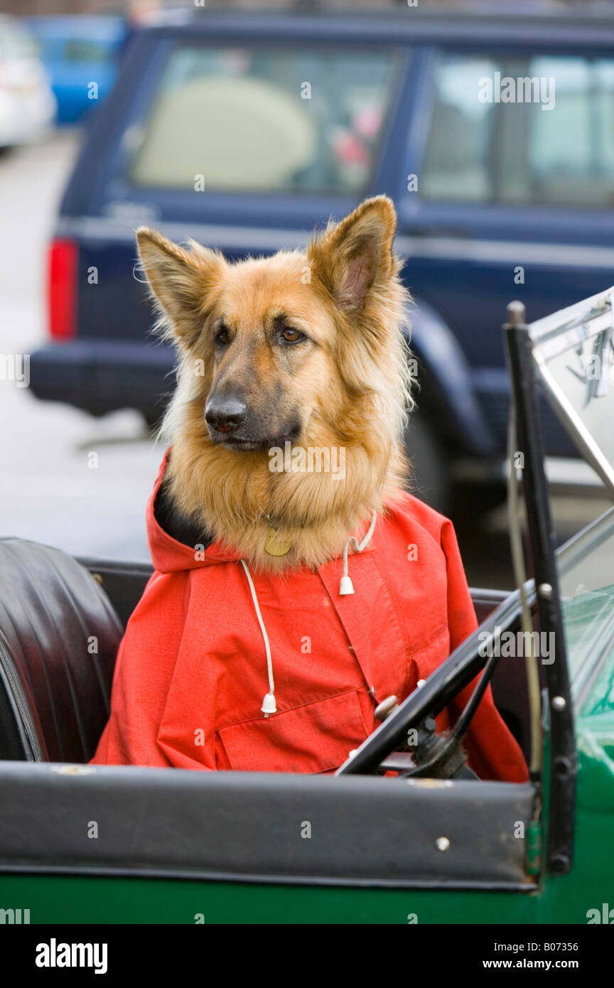 A German Shepherd dog sat in an open topped old vintage car wearing a ...