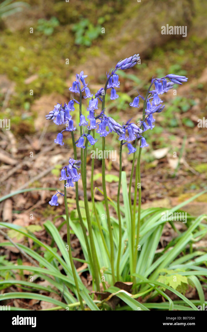 Bluebells blue bells Stock Photo - Alamy