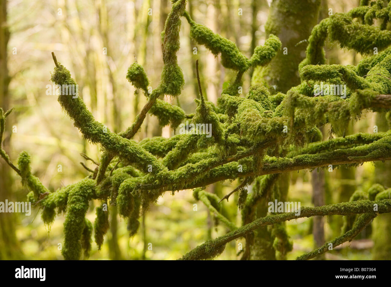 moss on tree branches in a woodland near Inveraray Scotland UK Stock ...