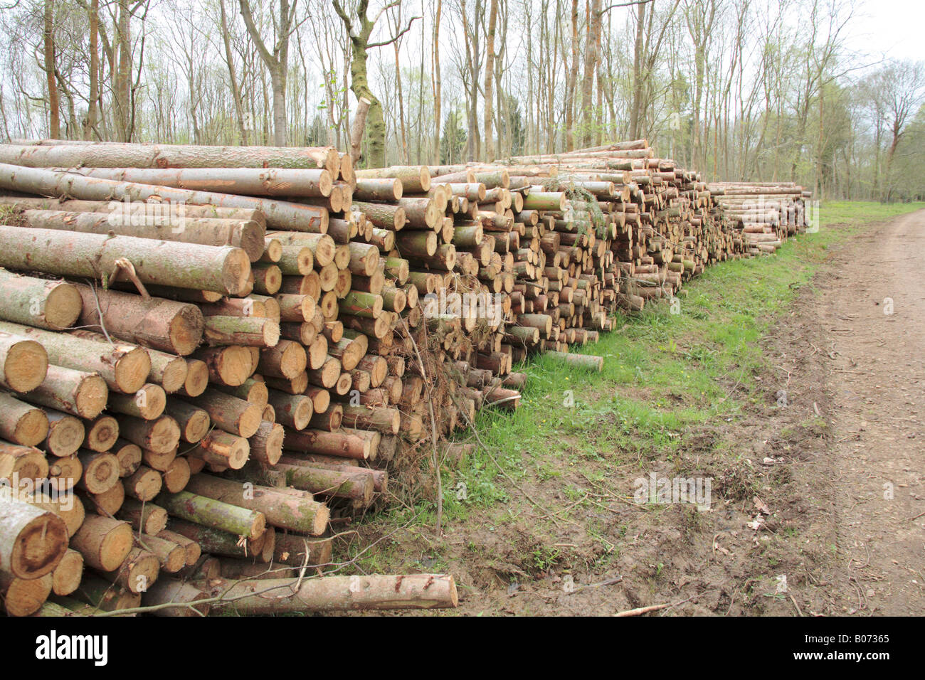 Felled trees logs wood timber Stock Photo - Alamy