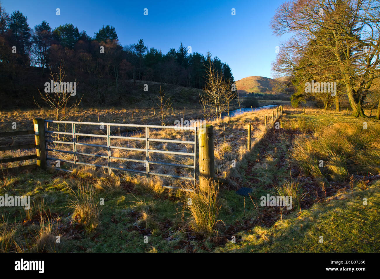 Scotland Scottish Borders Typical borders scene of farmland plantation ...