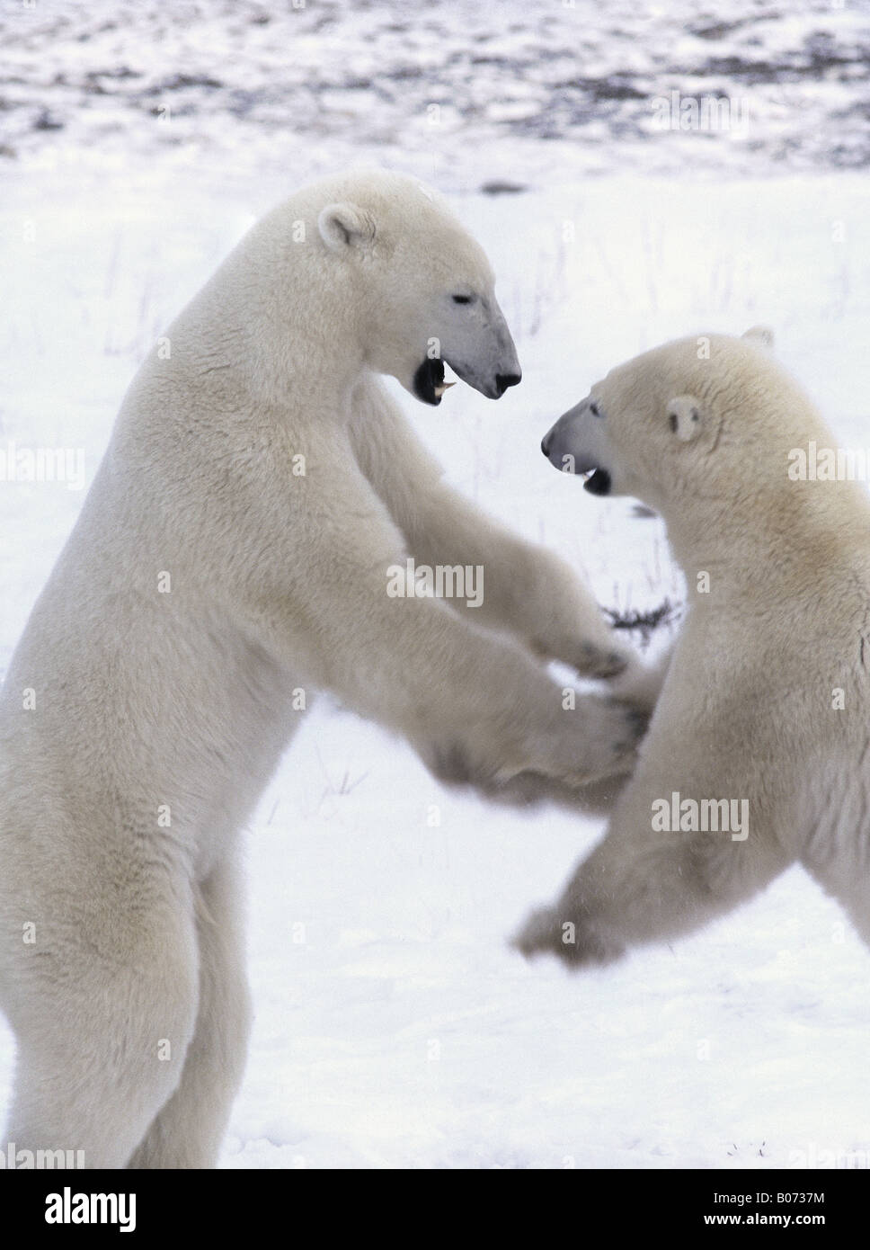 Two adult polar bears fighting Stock Photo - Alamy