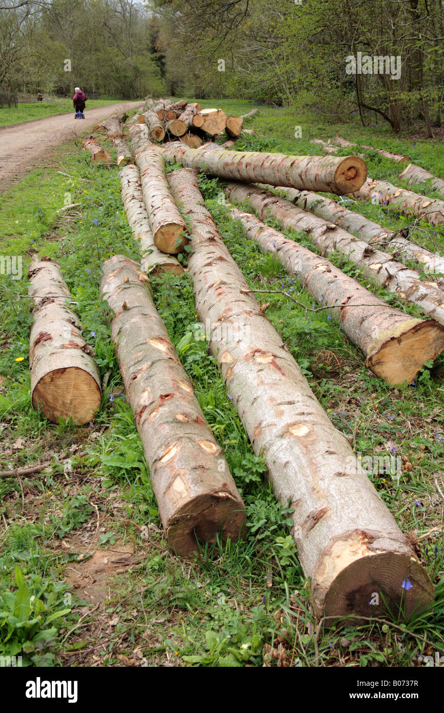 Felled trees logs Stock Photo - Alamy