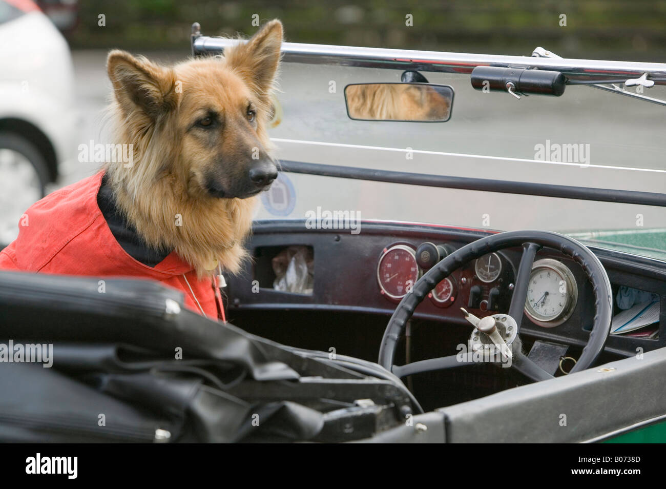 A German Shepherd dog sat in an open topped old vintage car wearing a ...