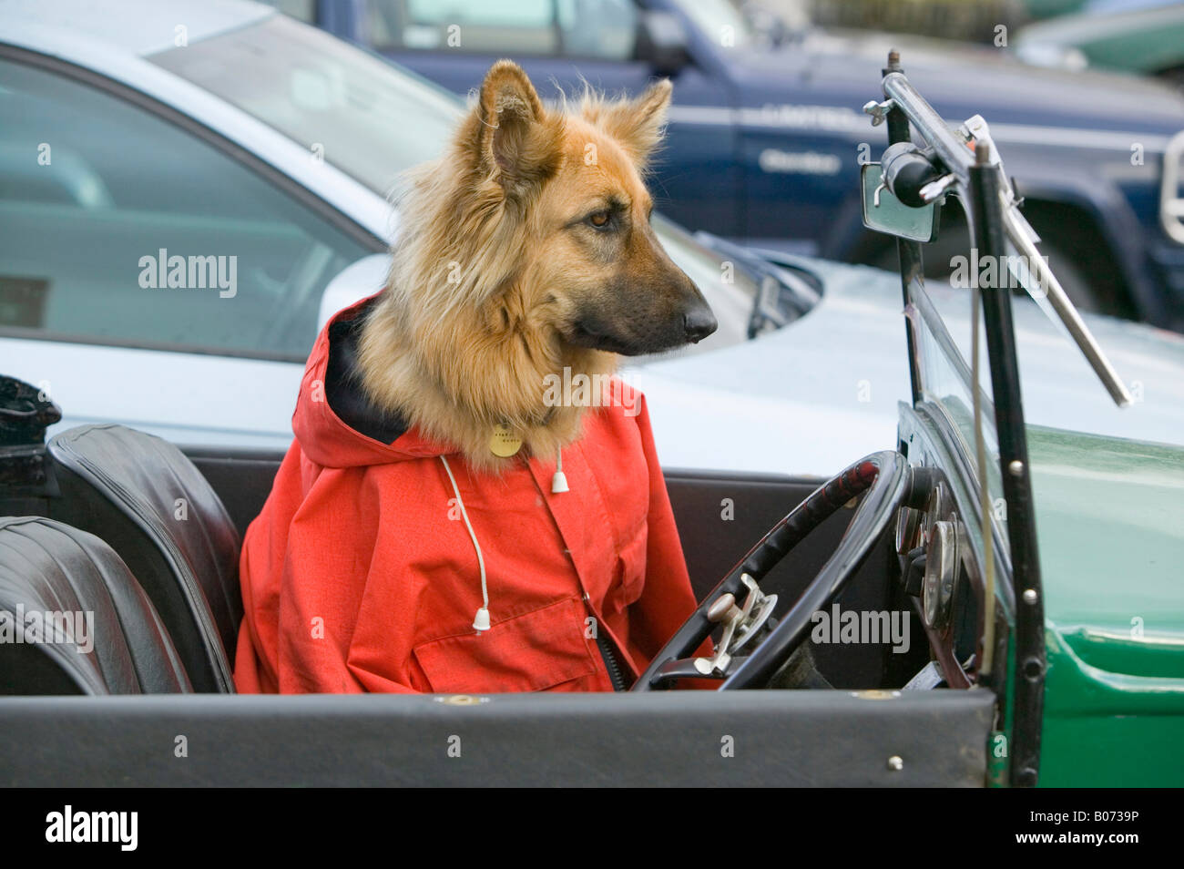 A German Shepherd dog sat in an open topped old vintage car wearing a ...