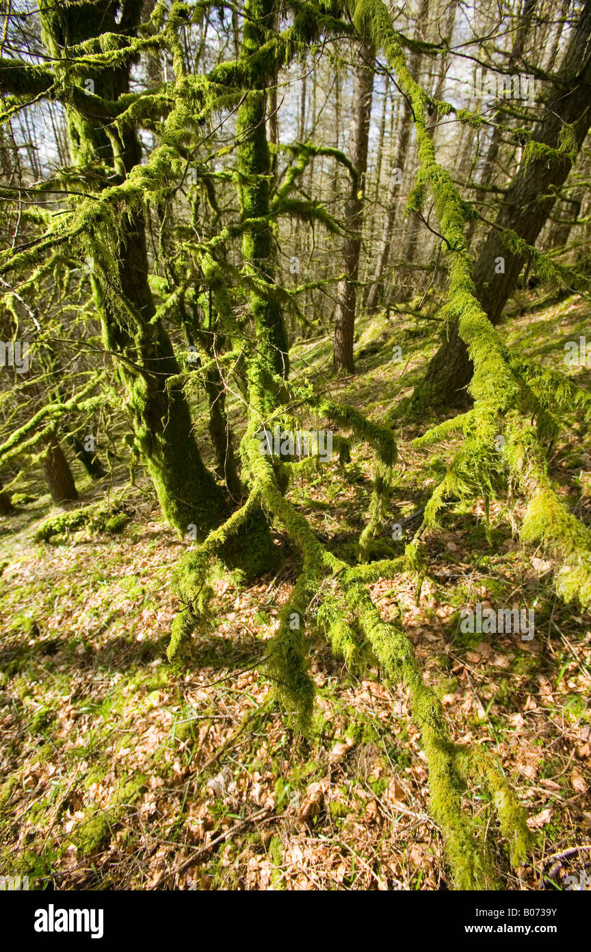 moss on tree branches in a woodland near Inveraray Scotland UK Stock ...