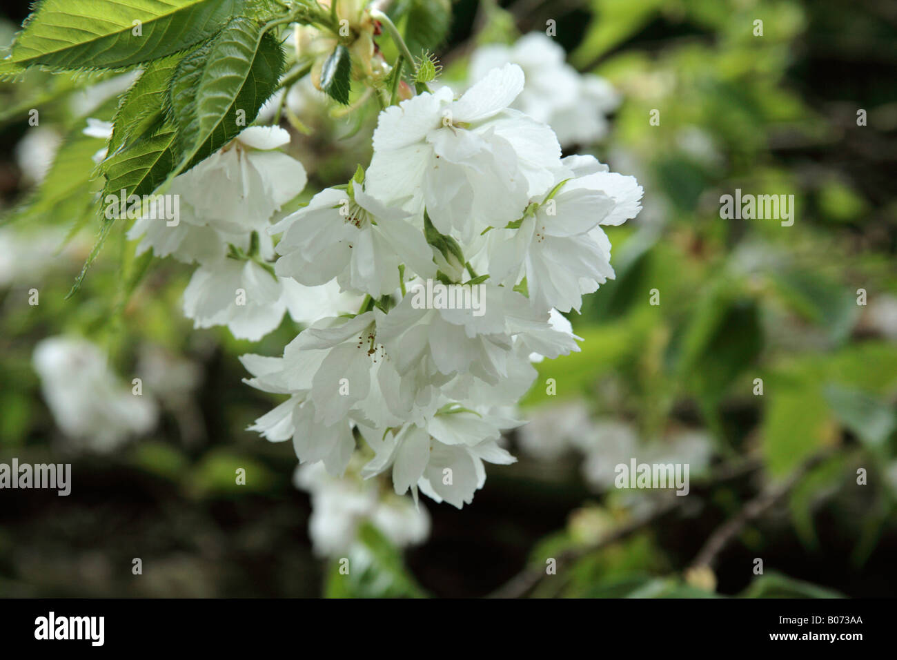 White blossom tree Stock Photo - Alamy