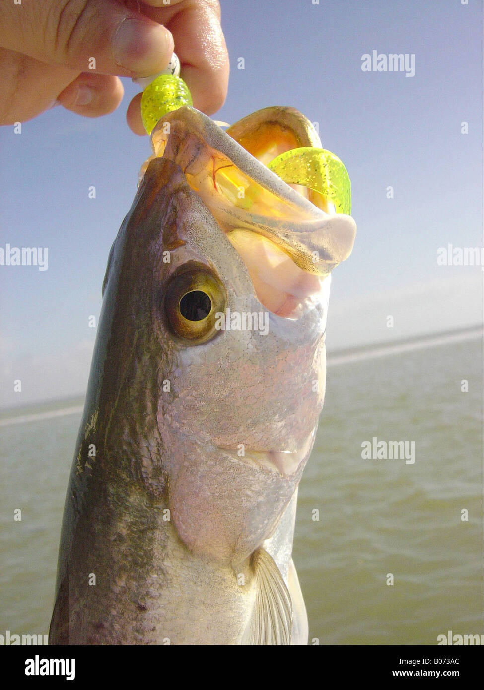 Sea trout hi-res stock photography and images - Alamy