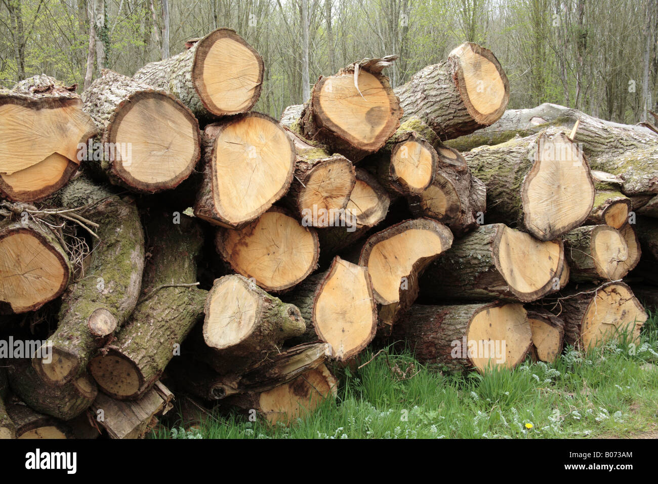 Log pile, ends of many logs Stock Photo - Alamy