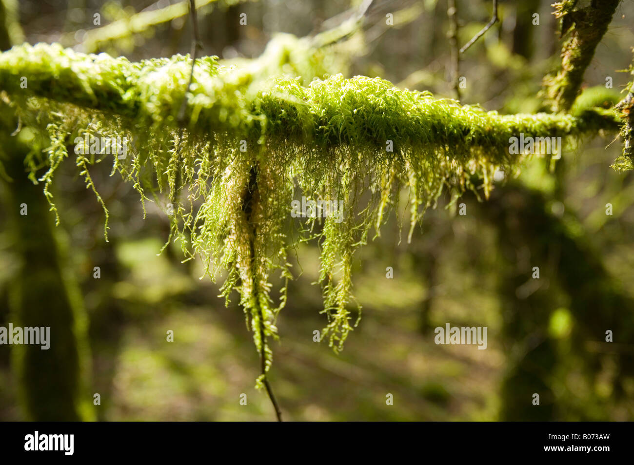 moss on tree branches in a woodland near Inveraray Scotland UK Stock ...