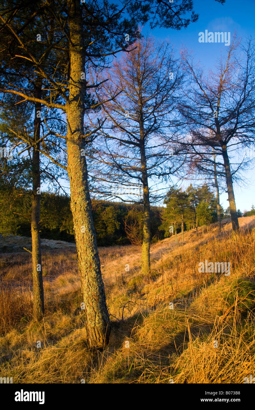 Craik forest hi-res stock photography and images - Alamy