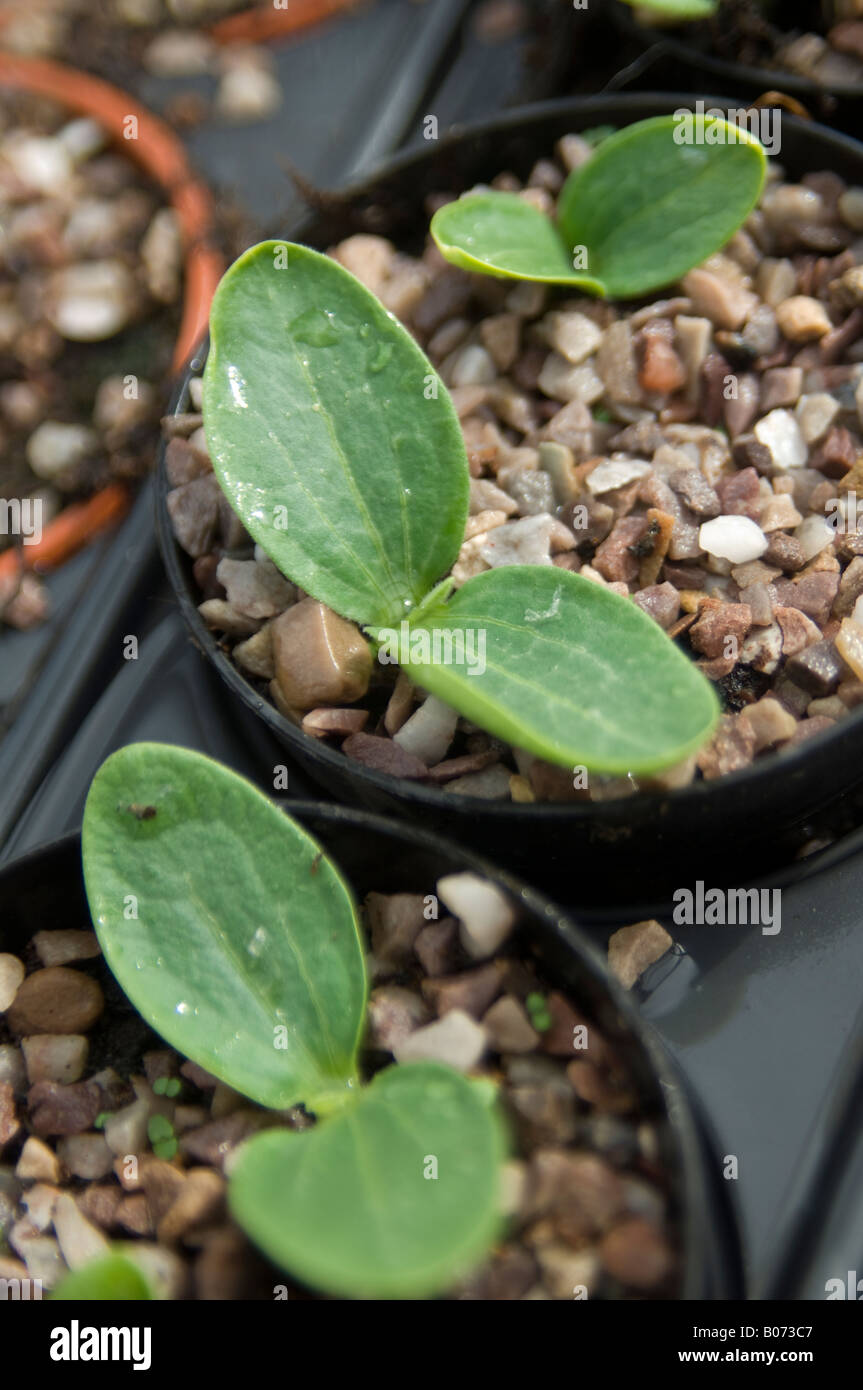 Courgette seedlings hi-res stock photography and images - Alamy