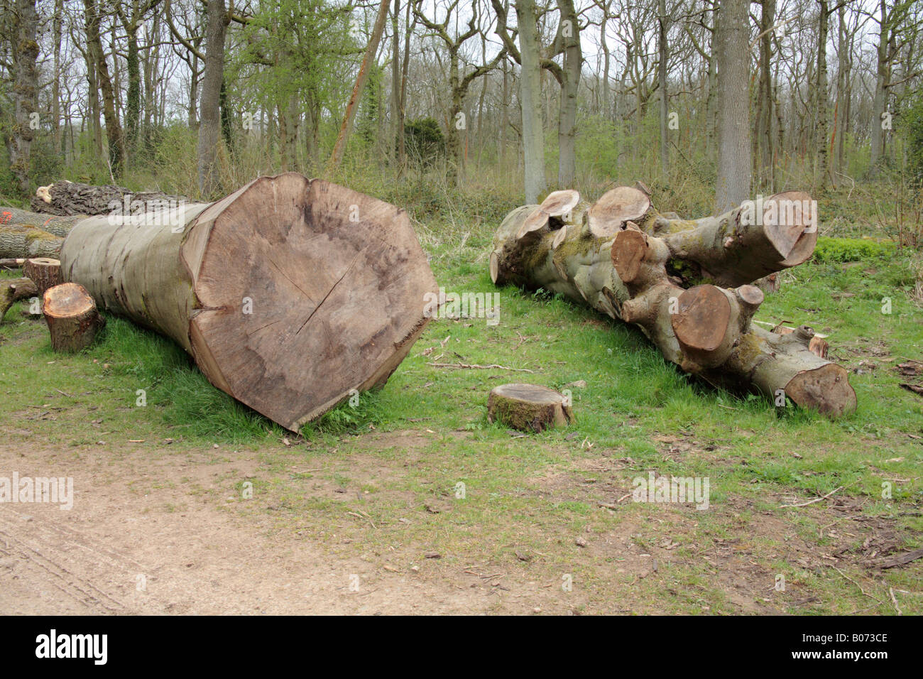 Felling logs hi-res stock photography and images - Alamy