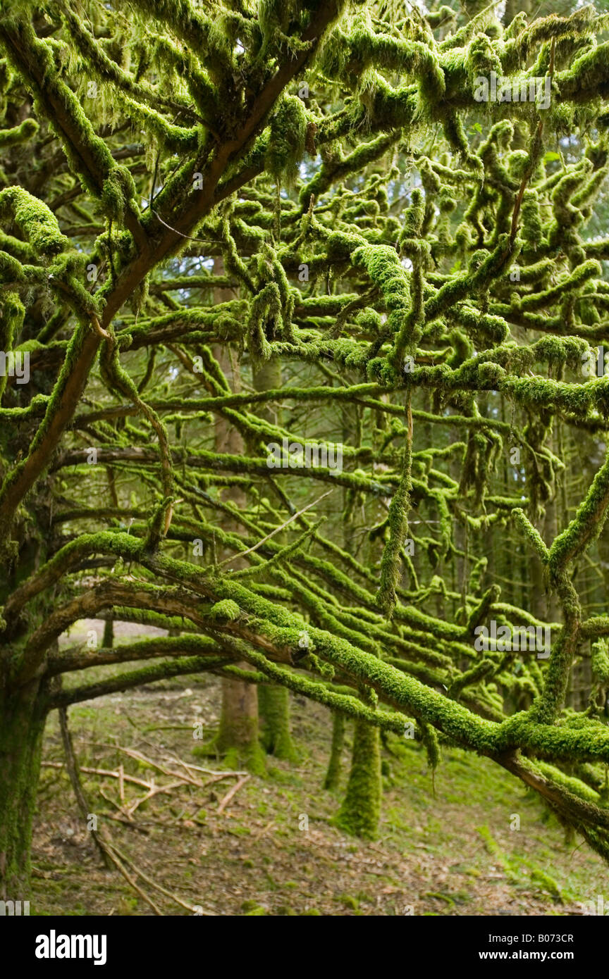 moss on tree branches in a woodland near Inveraray Scotland UK Stock ...